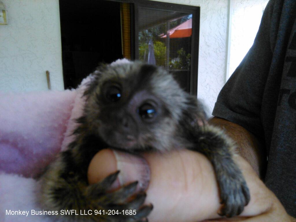 PICTURE GALLERY - Marmosetmonkeysfl.com