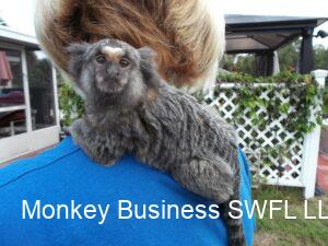 PICTURE GALLERY - Marmosetmonkeysfl.com