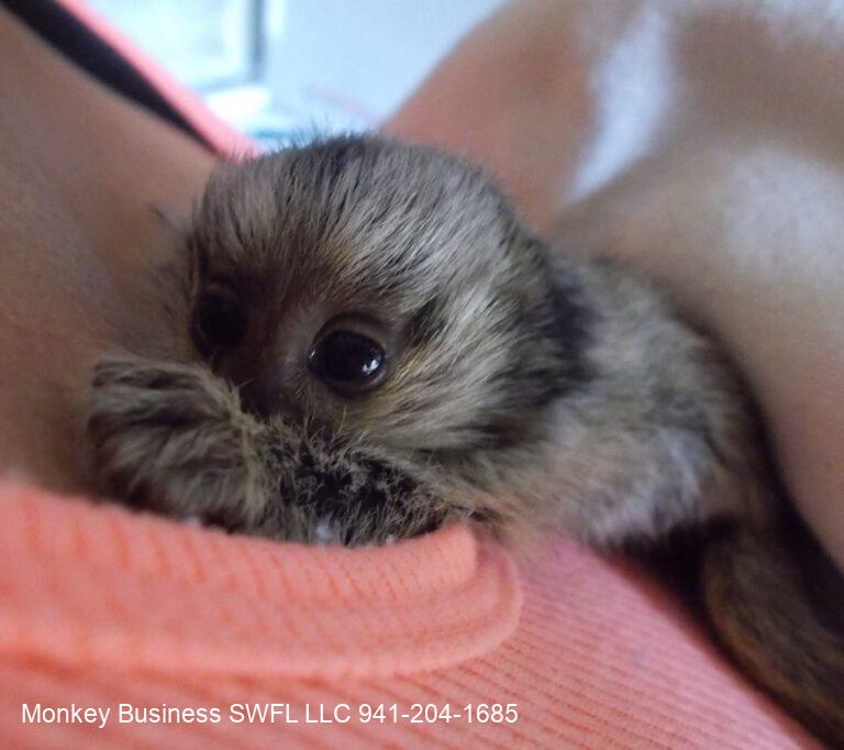 MONKEY RESCUE - Marmosetmonkeysfl.com