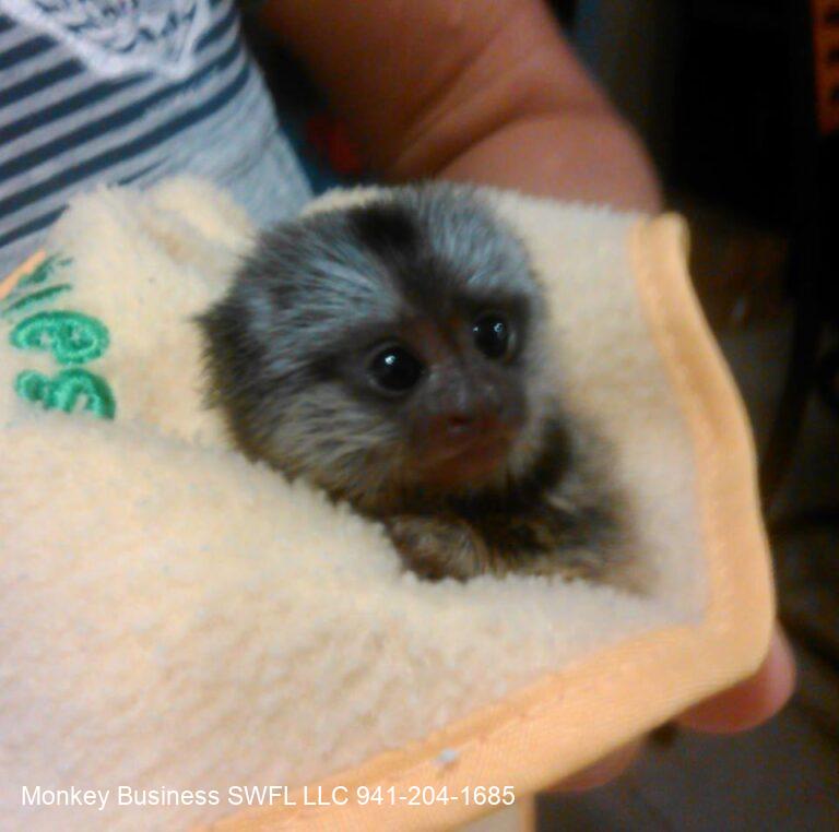 BABY MONKEYS FOR SALE - Marmosetmonkeysfl.com