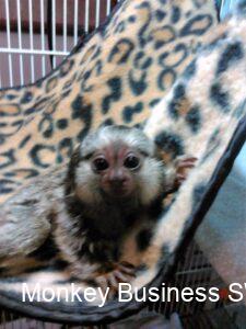 MONKEY RESCUE - Marmosetmonkeysfl.com