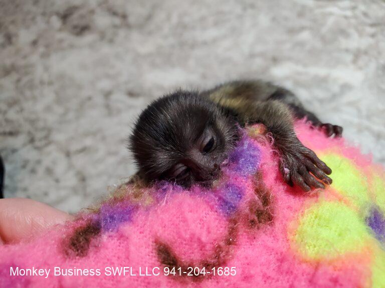 BABY MONKEYS FOR SALE - Marmosetmonkeysfl.com
