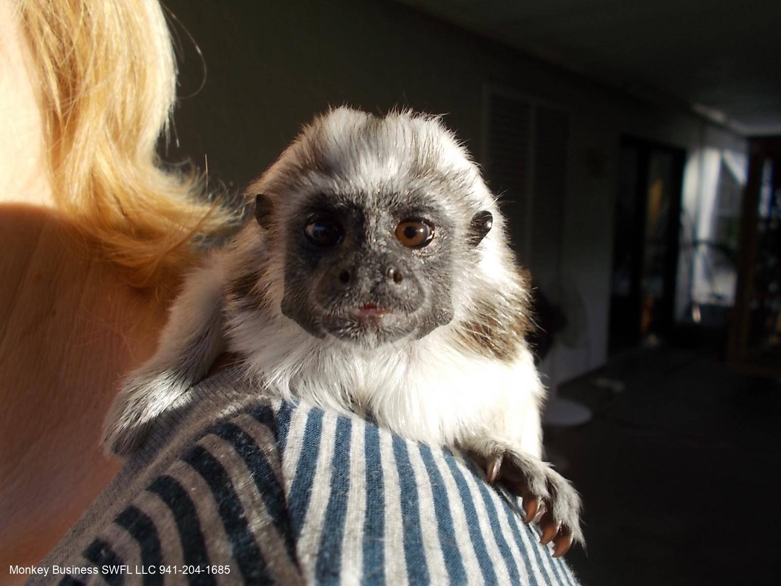 MONKEY RESCUE - Marmosetmonkeysfl.com